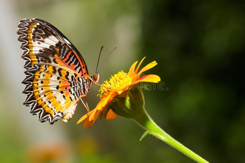 De Bloem Van De Vlindererwt Op Witte Achtergrond Stock Afbeelding ...