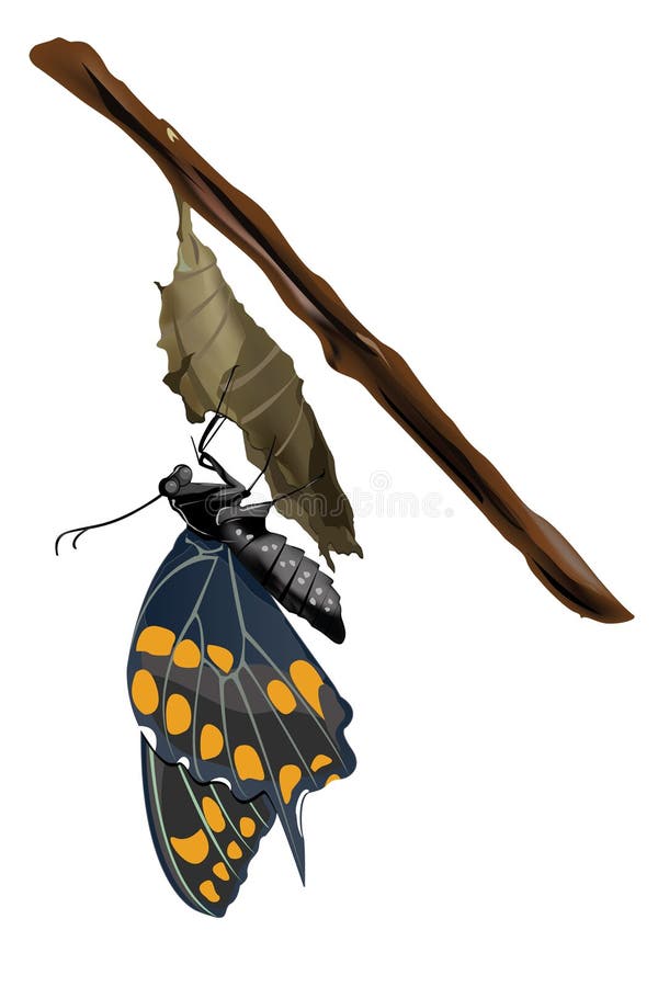 Vlinder op een cocon vector illustratie. Illustration of transformatie ...