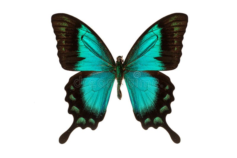 Vlinder op wit stock foto. Image of geïsoleerd, vliegen - 25479028