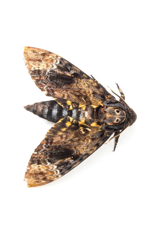 Vlinder van Zijdemot stock foto. Image of gunst, hoop - 47286486