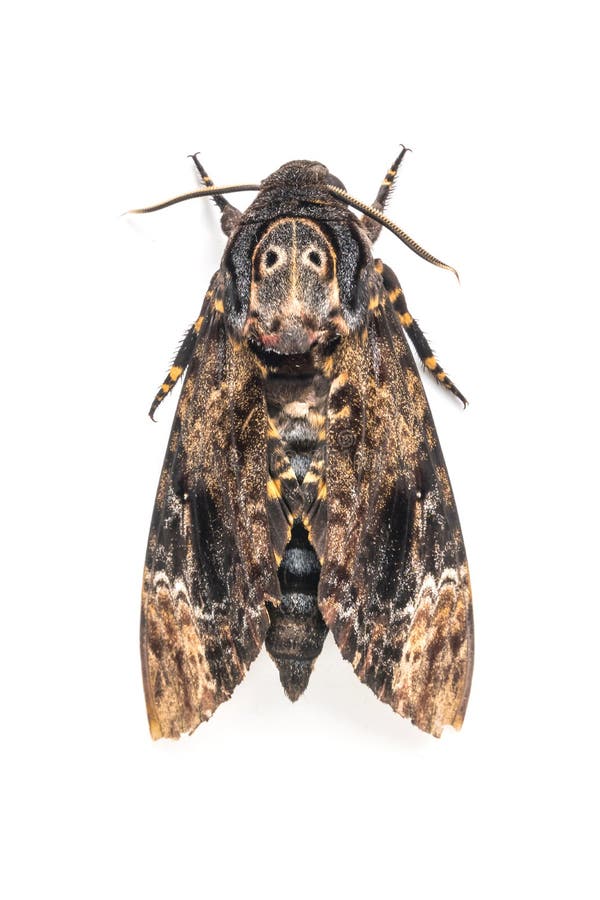 Vlinder van Zijdemot stock foto. Image of gunst, hoop - 47286486