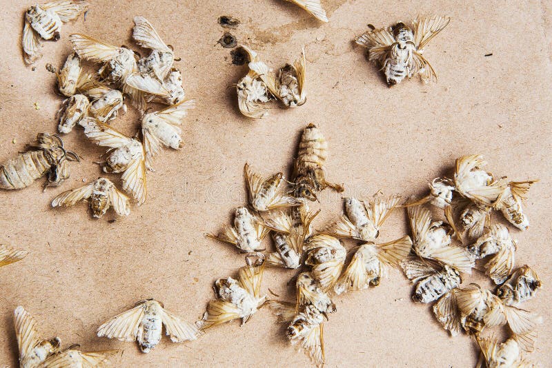 Vlinder van Zijdemot stock foto. Image of hoop, antenne - 55664260