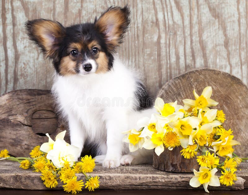 Vlinderhond, Papillon Puppy Stock Afbeelding - Image of leugen ...