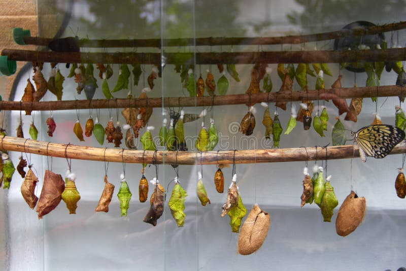 De vlinder van de pop stock afbeelding. Image of afgietsel - 29157757