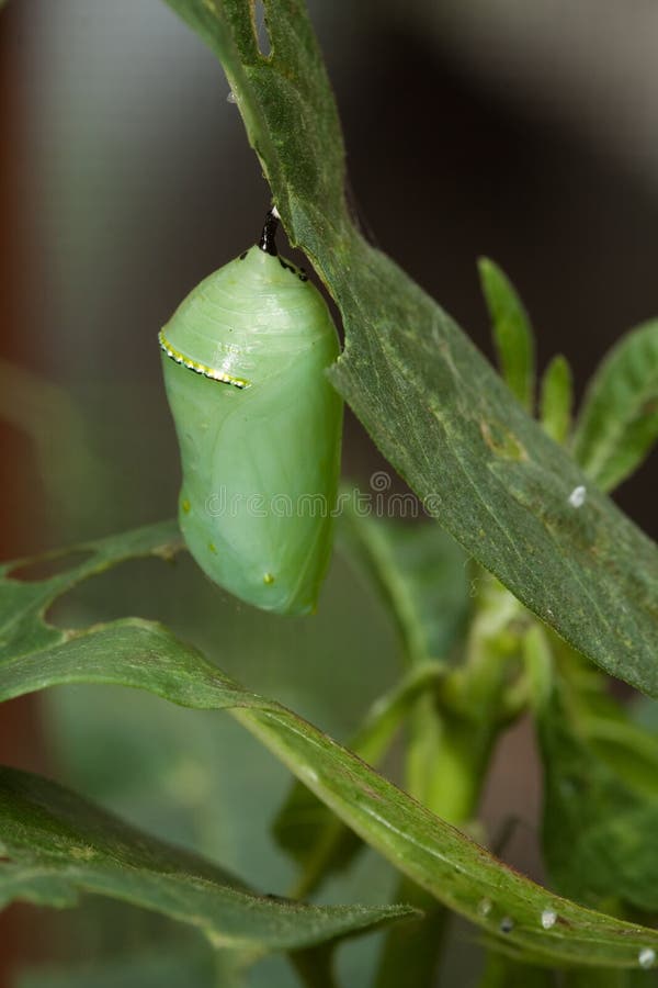 Vlinderpop stock foto. Image of dier, glanzend, glans - 46924010