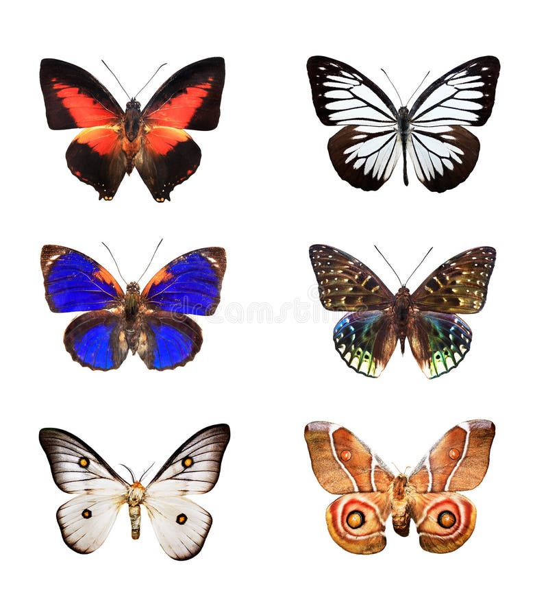 Vlinders stock afbeelding. Image of tropisch, levendig - 10700349