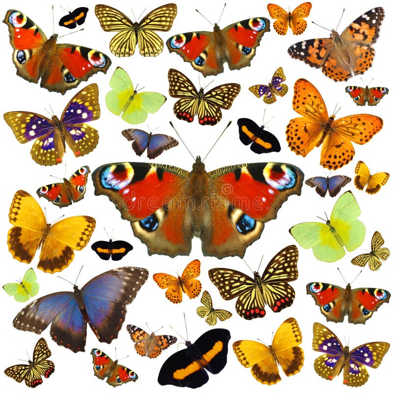 Vlinders stock foto. Image of inzameling, achtergrond - 11662588