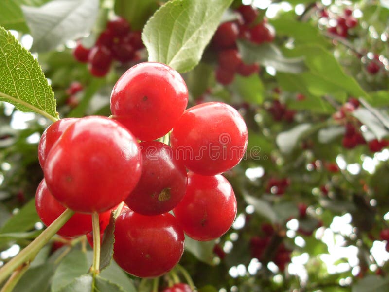 Light Red Cherries Tree Summer Time Stock Image - Image of tree, light ...