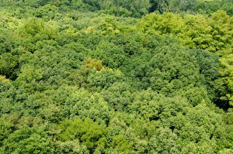 Forêt Aérienne De Vue Supérieure, Vue De Forêt D'en Haut Photo stock ...