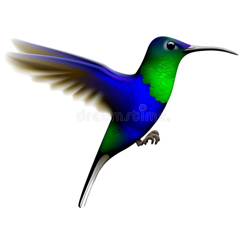 Voando O Colibri Verde E Azul Isolado No Fundo Branco Ilustração do ...
