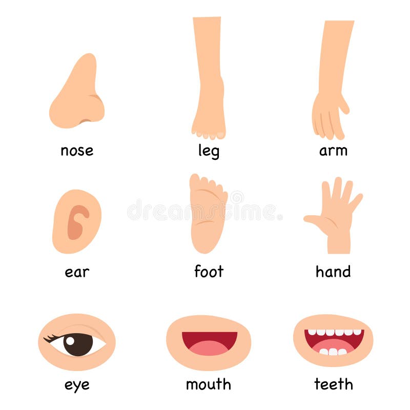 Vocabulary Part of Body Vector Stock Vector - Illustration of anatomy ...