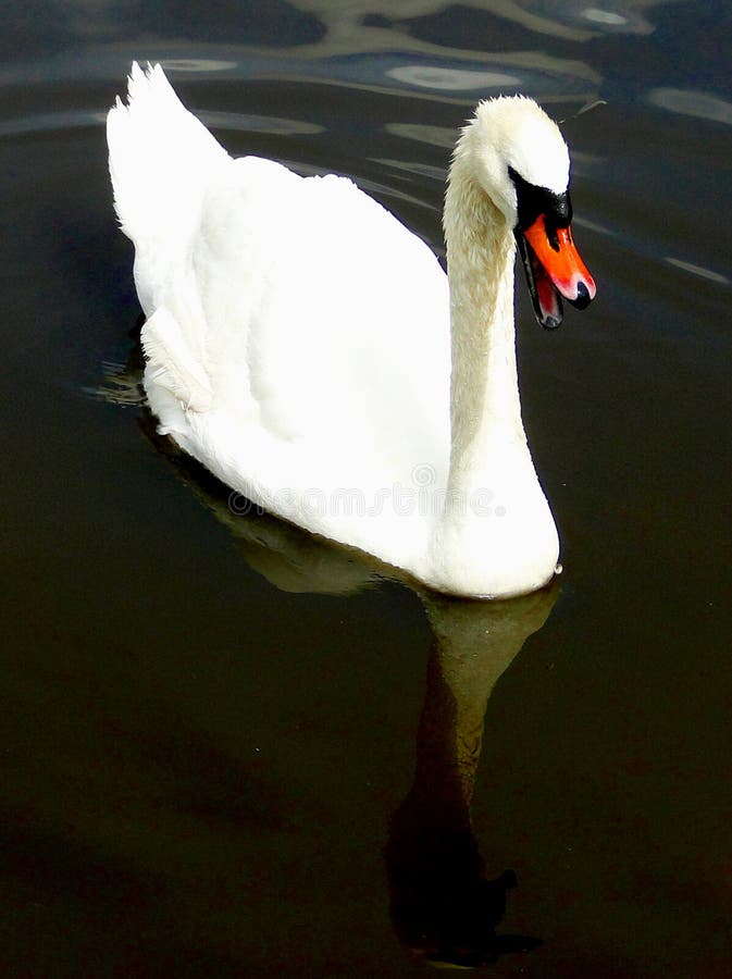 Vocal Swan stock photo. Image of wildlife, western, mouth - 40535472