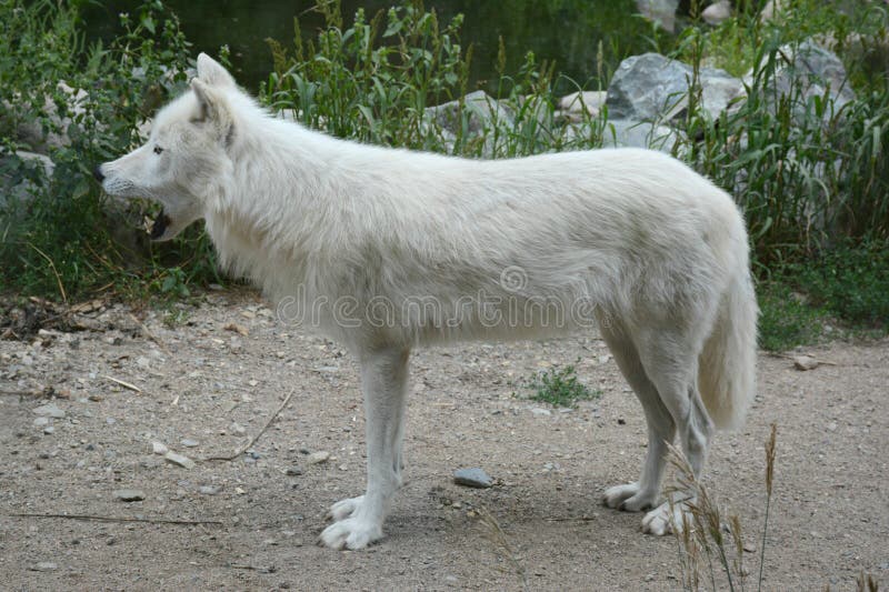 Vocalizing Arctic Wolf in Summer Environment Stock Image - Image of ...