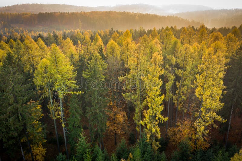 Voderady Beechwood in Czech Republic Stock Photo - Image of color ...