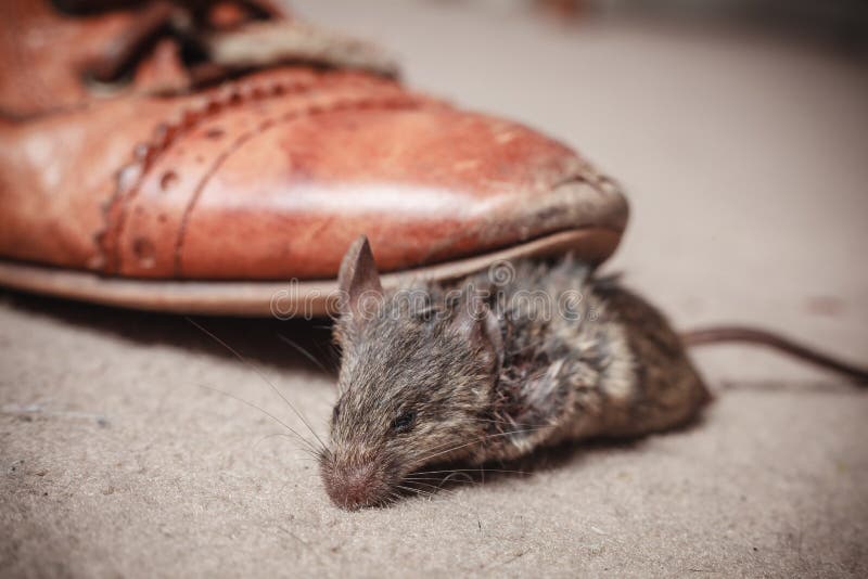 Voet Die Dode Muis Schoppen Stock Afbeelding - Image of leuk, bont ...