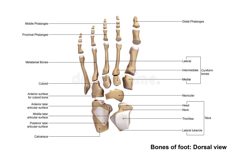 Voet Dorsale mening stock illustratie. Illustration of linker - 76445017