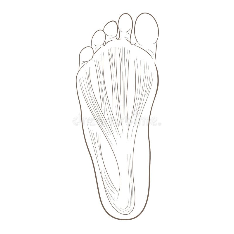 Voet enige illustratie vector illustratie. Illustration of vinger ...