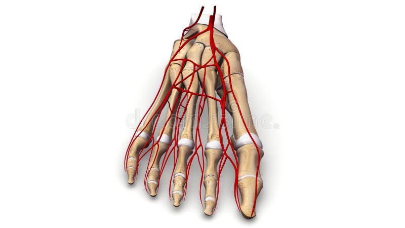 Voetbeenderen Met Ligamenten, Bloedvaten En Zenuwen Hoogste Mening ...