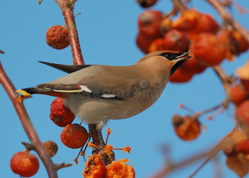 Vogel auf einem Zweig stockfoto. Bild von voll, vogelkunde - 27336476