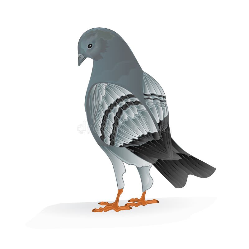 Brieftaube Stock Illustrationen, Vektoren, & Kliparts - 48 Stock ...