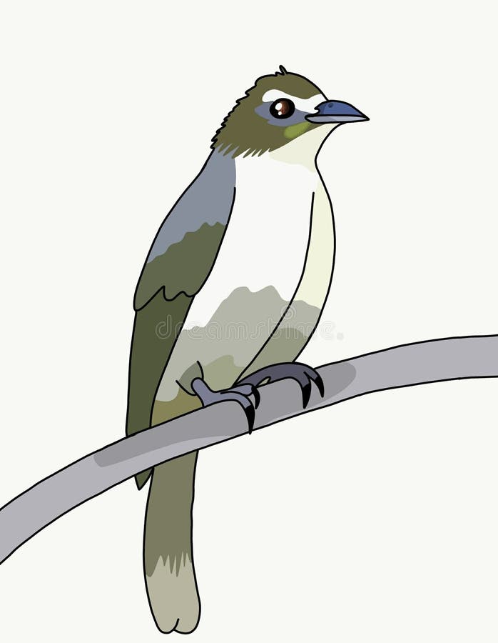 Vogel Bulbul stock abbildung. Illustration von persisch - 117475143