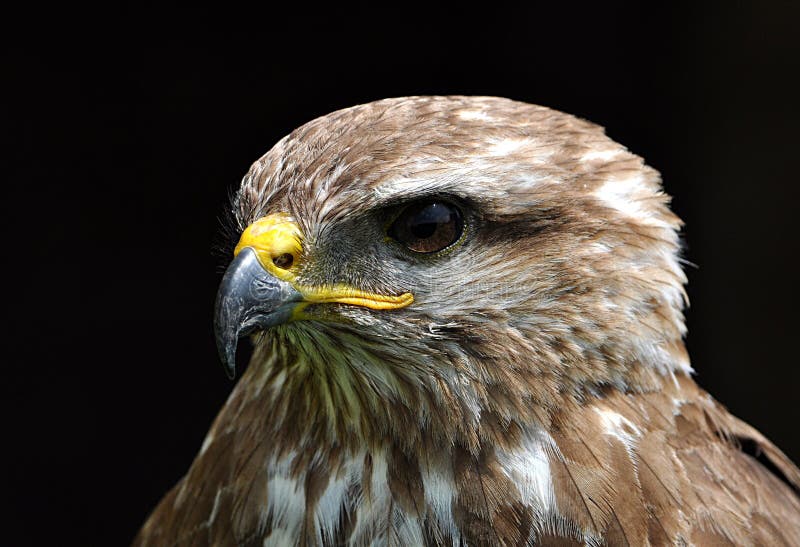 Vogel - Falke stockbild. Bild von tiere, sonderkommando - 43148081