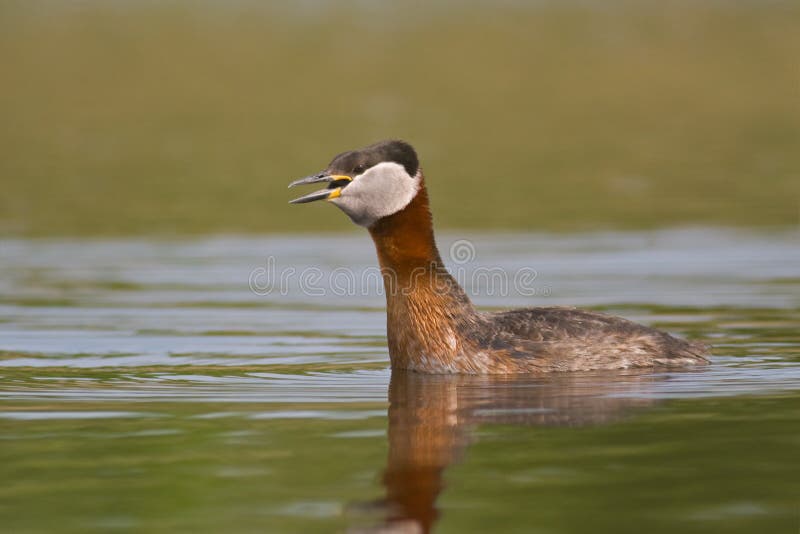 Vogel - Fuut Met rode hals stock foto. Image of vogel - 6462274