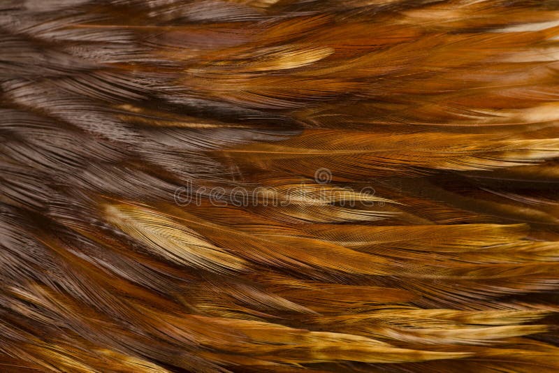 Vogel - Hahn-Federn stockfoto. Bild von tier, bauernhof - 7917152