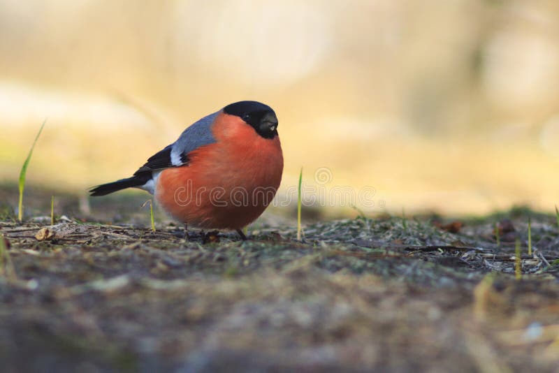 Vogel Met De Rode Borst, Goudvinkzitting Ter Plaatse Stock Foto - Image ...