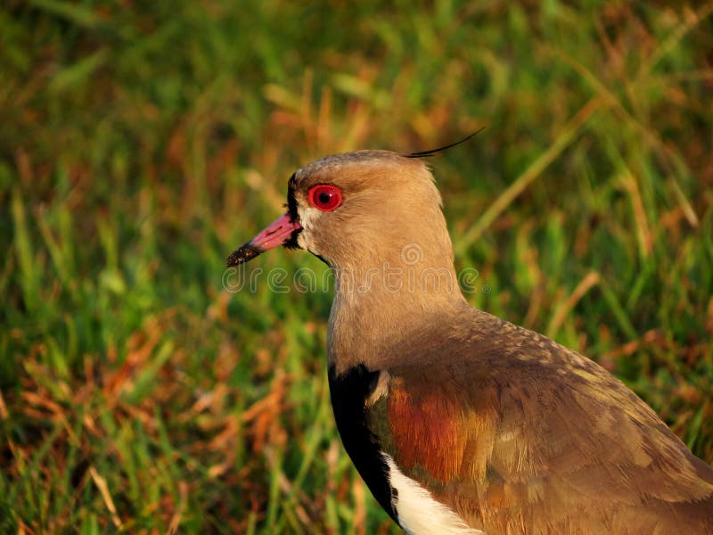 Vogel met Rode Ogen stock foto. Image of rood, groen - 44783644
