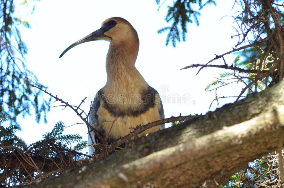 Vogel Mit Dem Langen Schnabel Auf Einem Baum Stockfoto - Bild von boden ...