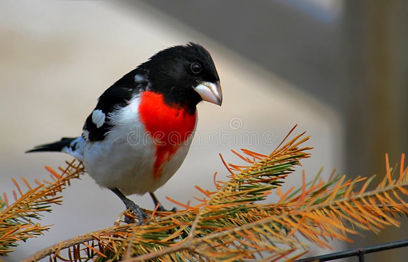 Vogel Op Tak Gosbeak Met Rode Borst Stock Afbeelding - Image of rood ...