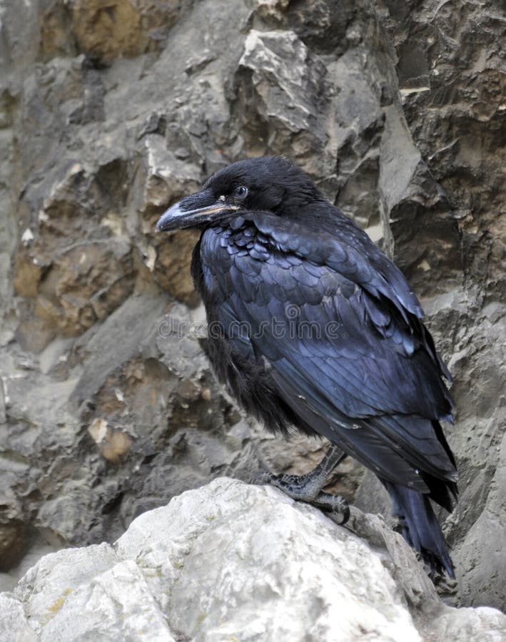 Vogel - raaf stock foto. Image of wild, rots, ecologie - 39985328