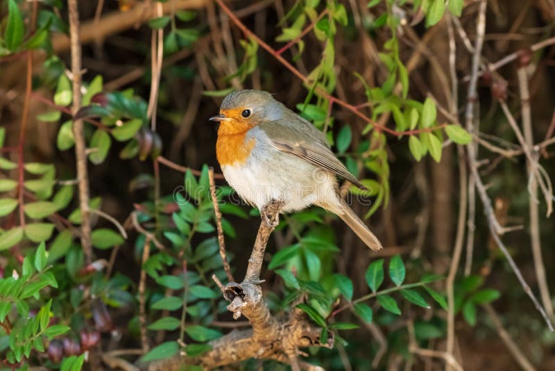 Vogel Robin, Der Auf Einer Niederlassung Sitzt Stockbild - Bild von ...