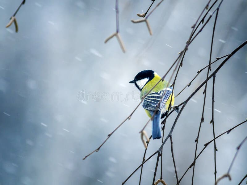 Vogel Sitzen Auf Einer Niederlassung Im Winterwald Im Schnee Stockfoto ...