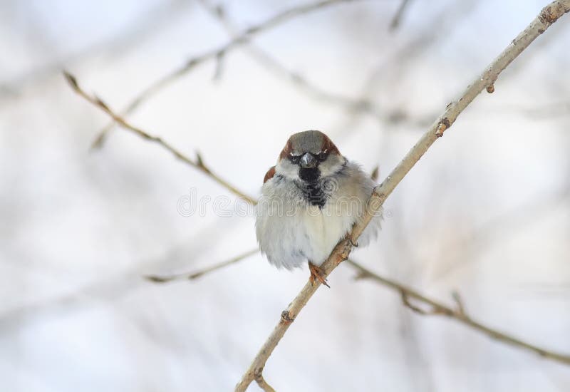 525 Haus Spatz Im Winter Fotos - Kostenlose und Royalty-Free Stock ...