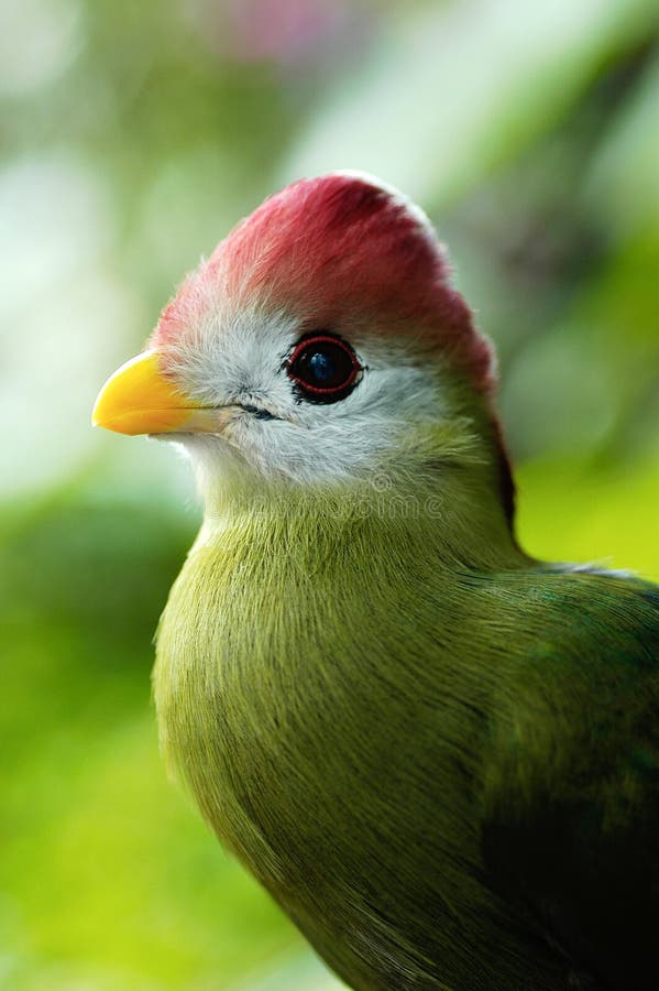 Vogel Turaco met rode kuif stock afbeelding. Image of veer - 17630939