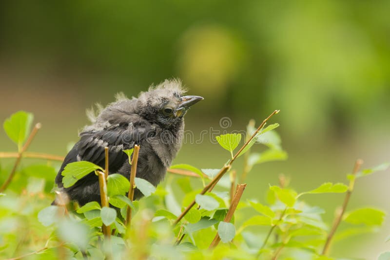 Vogelbaby stockfoto. Bild von flaum, unreif, molt, jung - 72863156