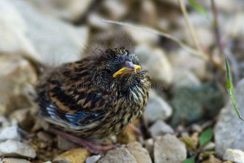 Vogelbaby Eines Spatzen Auf Steinen Stockbild - Bild von vogel, kind ...