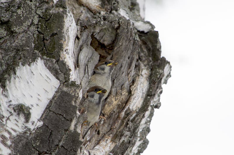 Baby-Spatzen in einem Nest stockfoto. Bild von nest, spatzen - 41909600