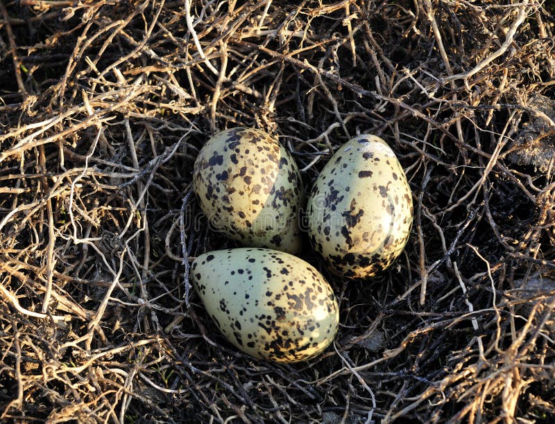 Vogel-Eier. stockbild. Bild von eier, vogel - 14296803