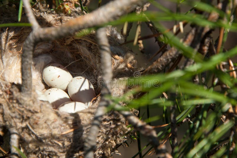 Vogeleier in einem Nest stockbild. Bild von einem, nest - 122721645