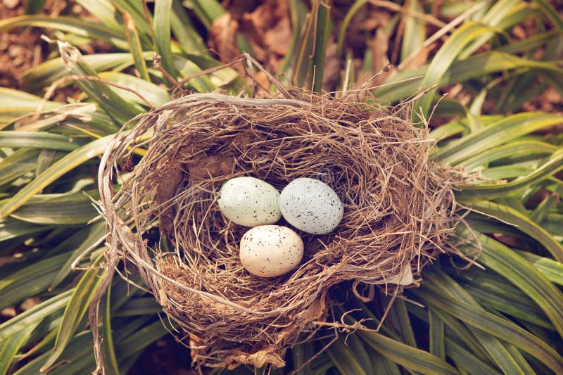 Vogeleier in einem Nest stockfoto. Bild von shell, zweig - 37400360