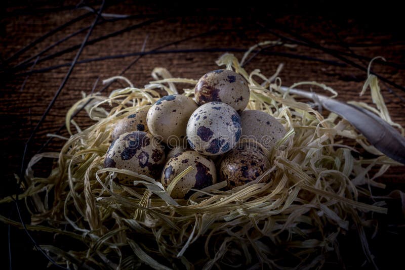 Vogeleier Im Nest Stockfotos und Bilder - Laden Sie 112 lizenzfreie ...