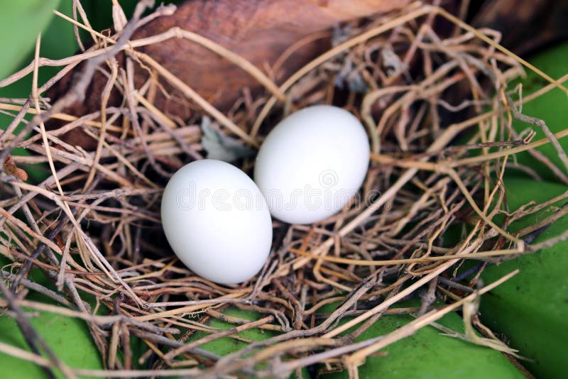 Vogeleier im Nest stockfoto. Bild von organisch, feder - 130930782