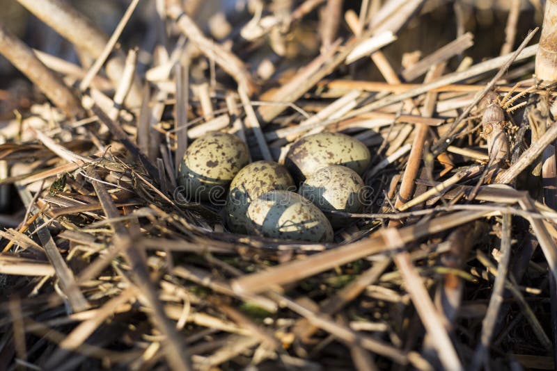 Vogeleier sind im Nest stockfoto. Bild von nave, nest - 70672870