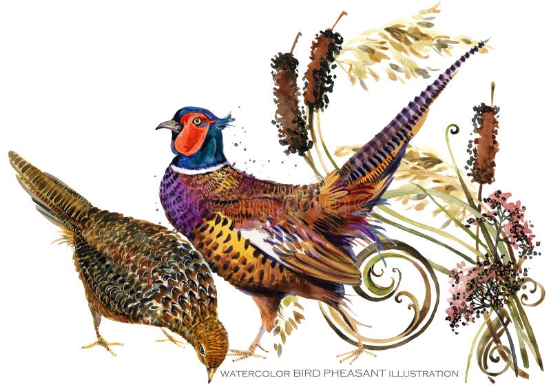 Fasan Stock Illustrationen, Vektoren, & Kliparts - 5,043 Stock ...