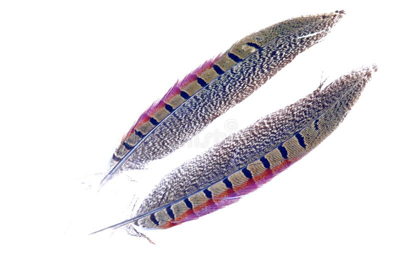 Vogel-Feder bunt stockfoto. Bild von grün, farbe, gefieder - 33578390