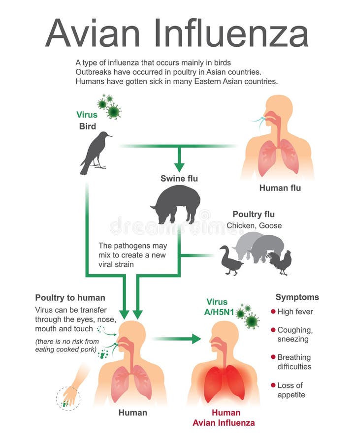 Vogelgrippe Virus-Vogel, Vektor, Illustration Vektor Abbildung ...