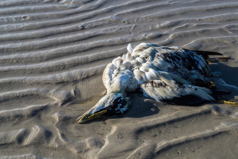 Dode Vogel Op Het Strand Wegens Plastic Afval Stock Foto - Image of ...